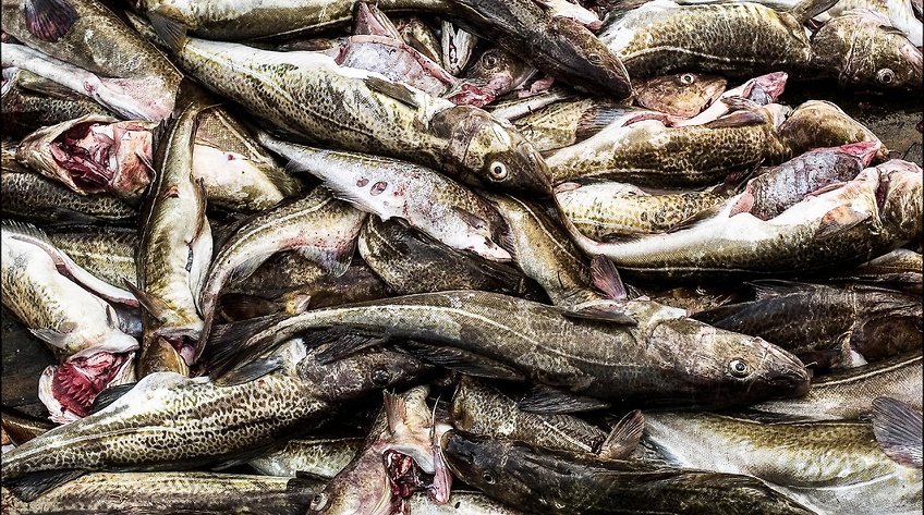 Fortsatt mycket begränsat fiske i Östersjön