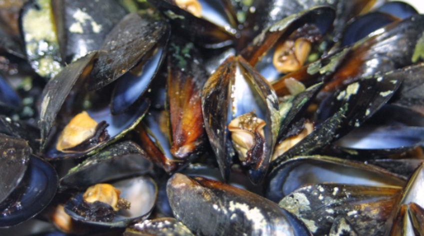 Nu skal der laves en jumbo-musling