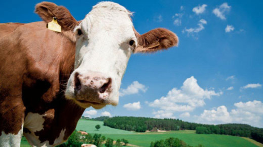 Arla-mejeri skal opvarme en hel by