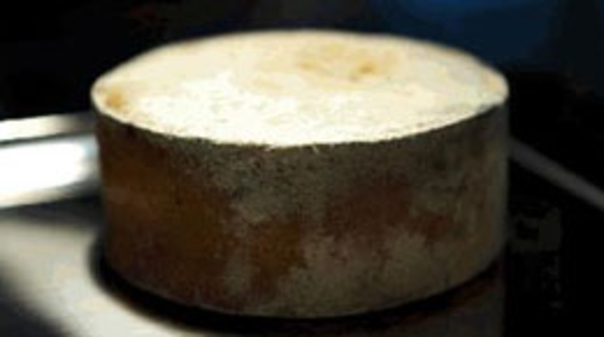 Tistrup Mejeri klar til råmælksost