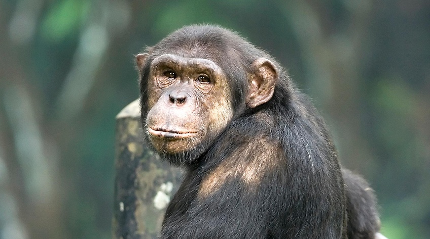 Det här vet vi om det nya utbrottet av apkoppor