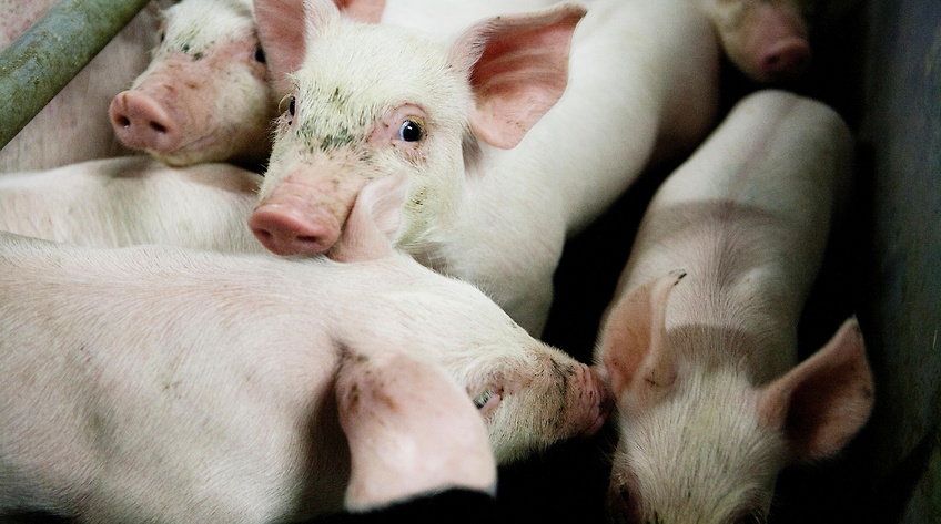 Endnu et slagteri ramt: Danepork har "større" antal smittede