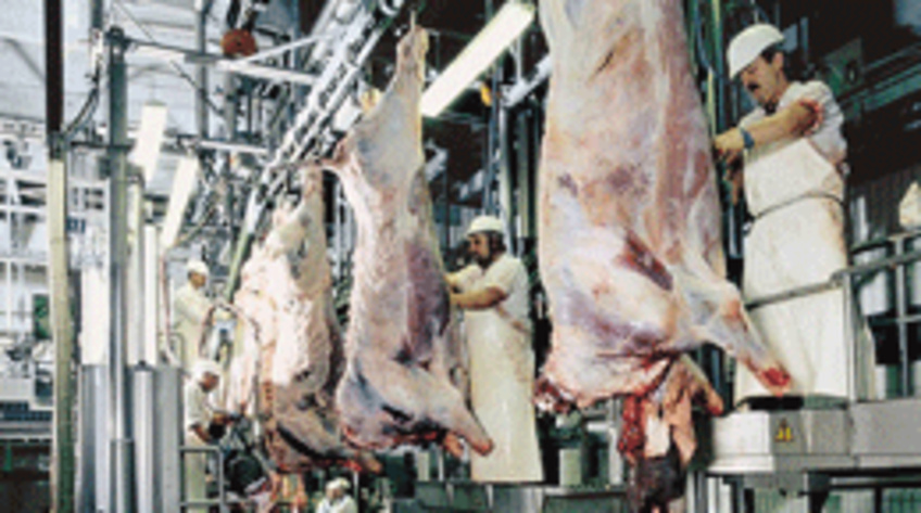 Danish Crown slagter flere kreaturer