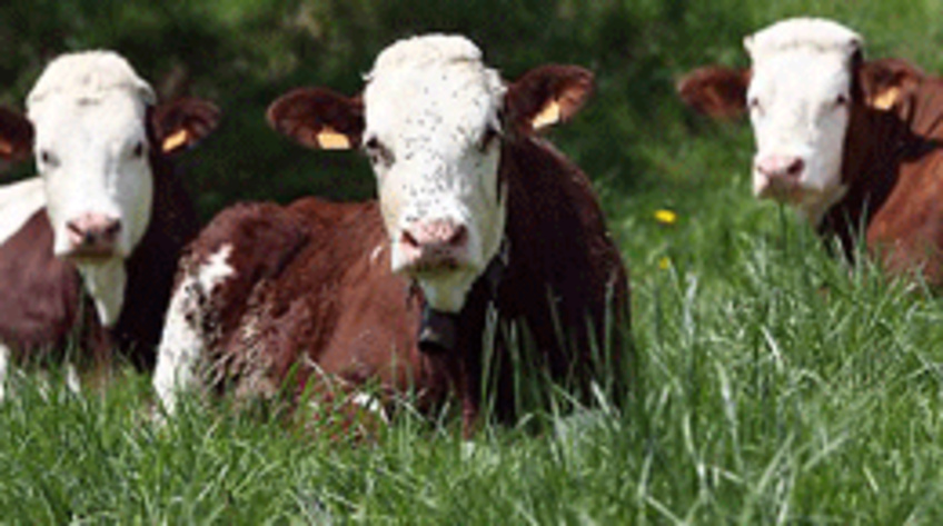 Carnad trodser pengestrømmen