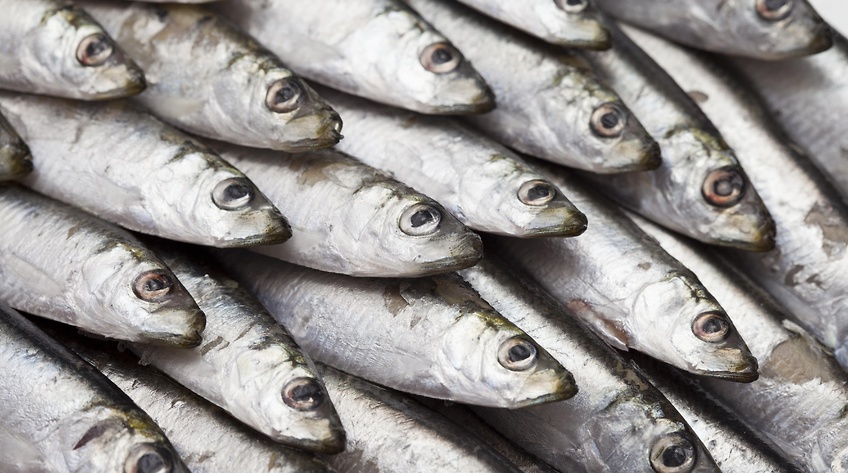 Fiskarna som får grönt och rött ljus i årets fiskguide