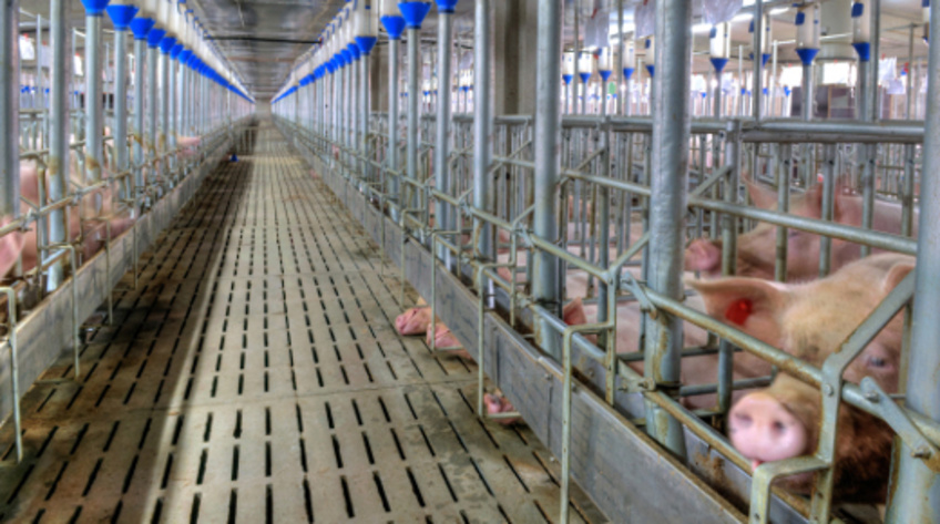 Jyden Bur vil trimme bundlinjen