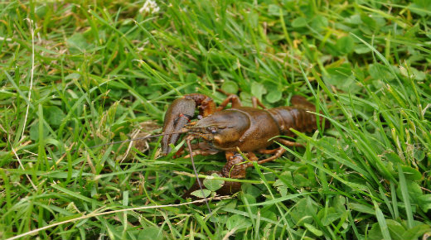 Danske flodkrebs får Ø-mærket